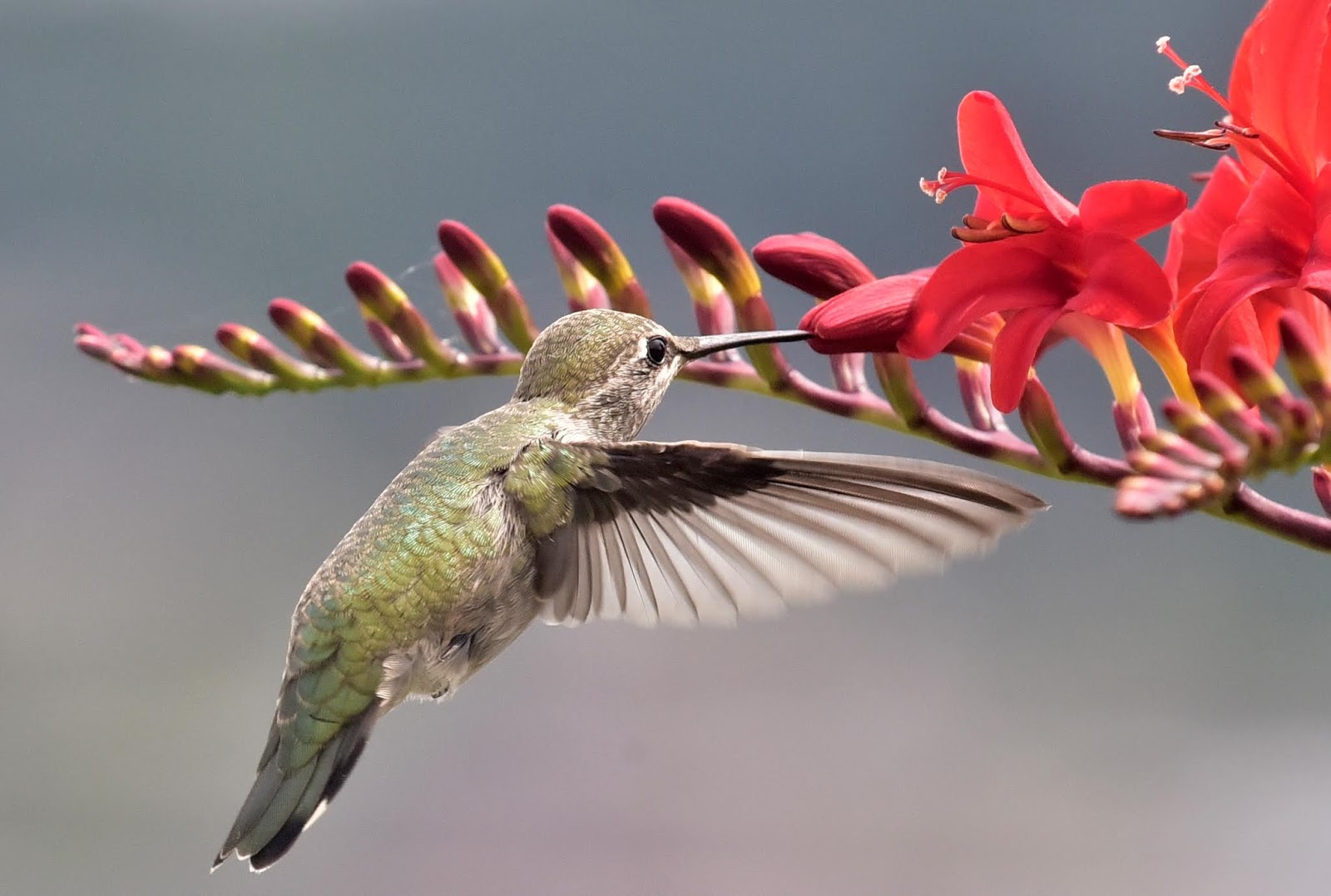 Shoreline Area News: Photos: Hummingbirds love Crocosmia Lucifer - the ...