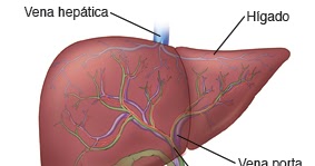 PARTES DEL CUERPO HUMANO: Hígado