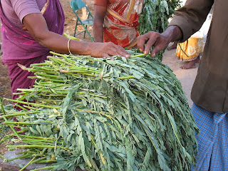 INDIAN HERBS & THE KITCHEN REMEDIES: The Miracle of Agathi Leaves ...