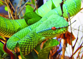 LIST: 30+ Most Beautiful Snakes in the world