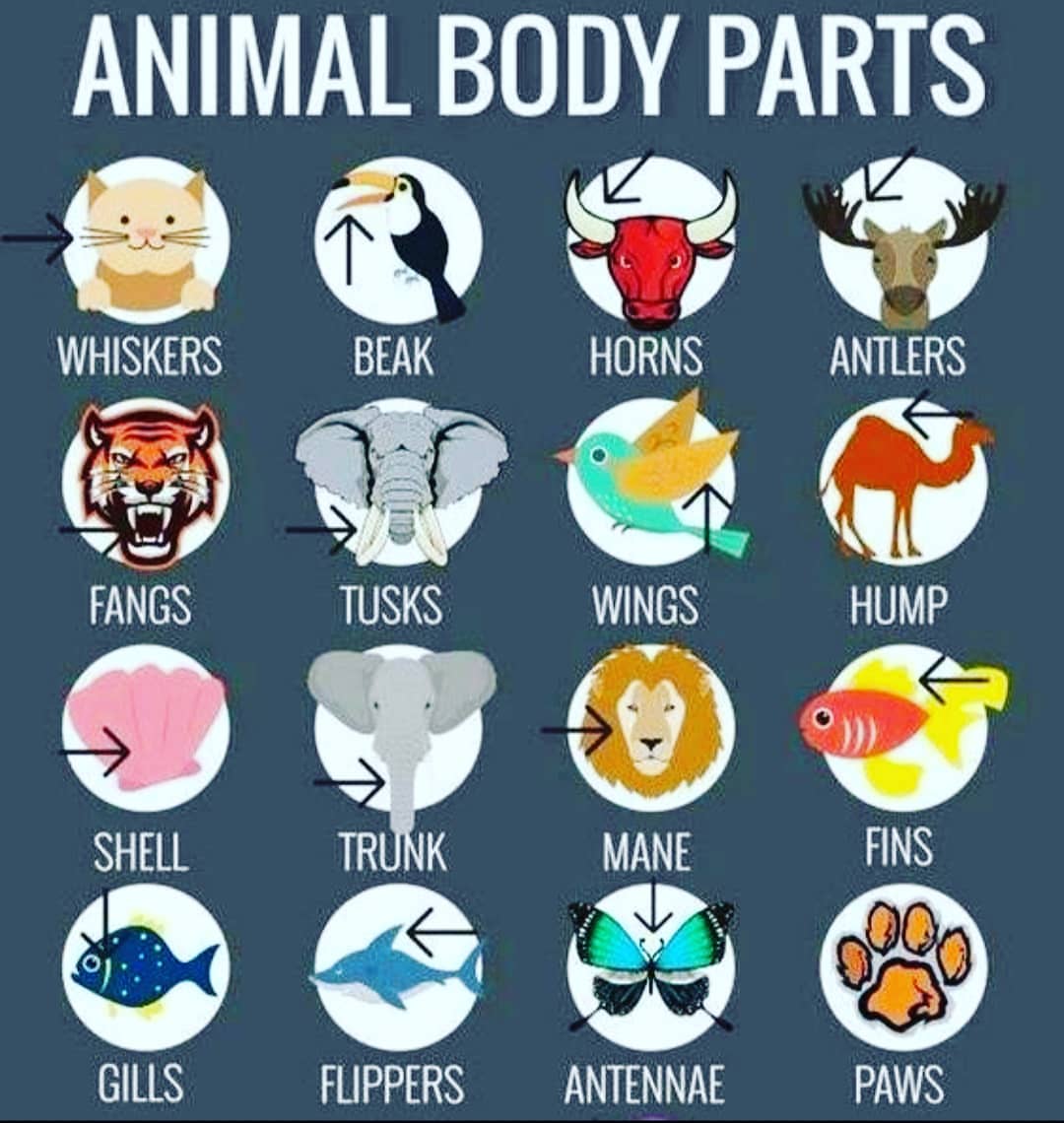 IDIOMAS-CAMBRIDGE San Francisco de Asís: PARTES DE ANIMALES
