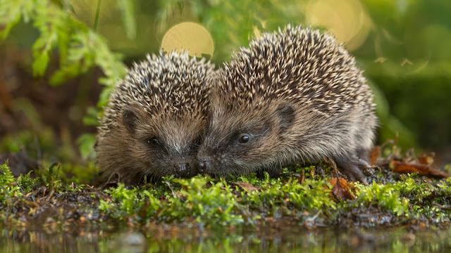 At Home With Wild Nature: Which British Garden Wildlife Is Protected?