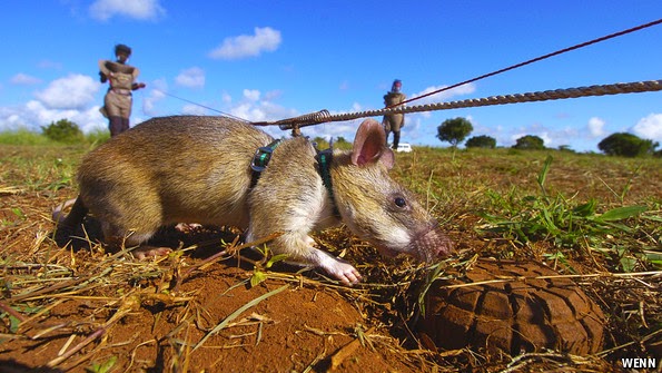 DarwinCatholic: Ratting Out Landmines