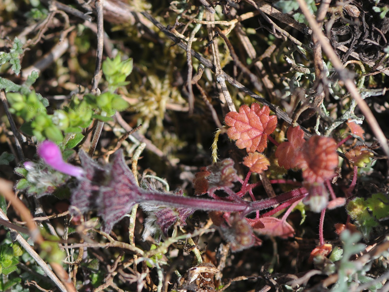 Macrophoto plaisir passion: Le lamier amplexicaule, Lamium amplexicaule