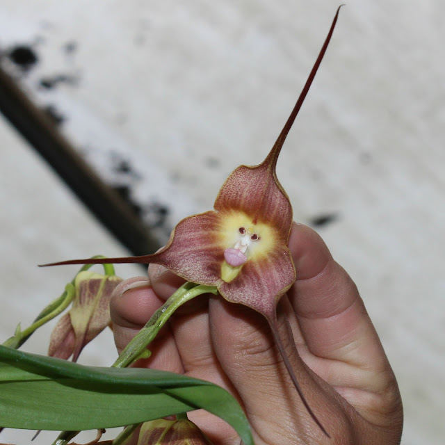 Amazing Monkey Flower Orchid : South American Flowers looks like a ...