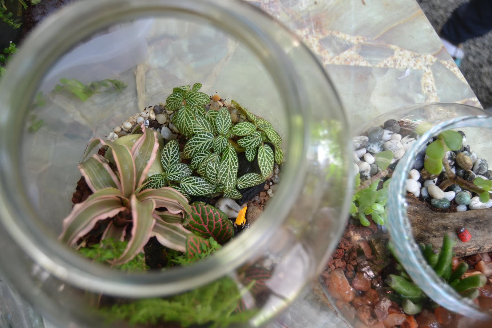 Pebbles Terrarium Blog: Closed Terrarium Workshop at Bangalore