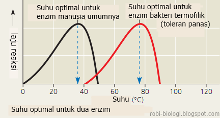 Faktor- faktor yang mempengaruhi kerja enzim - BELAJAR BIOLOGI