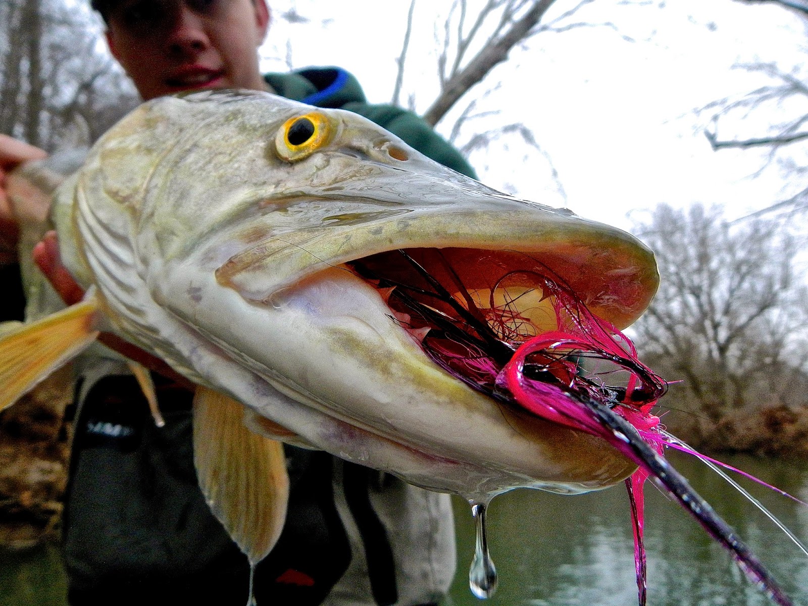 D&H: "Local" Musky Fly Fishing