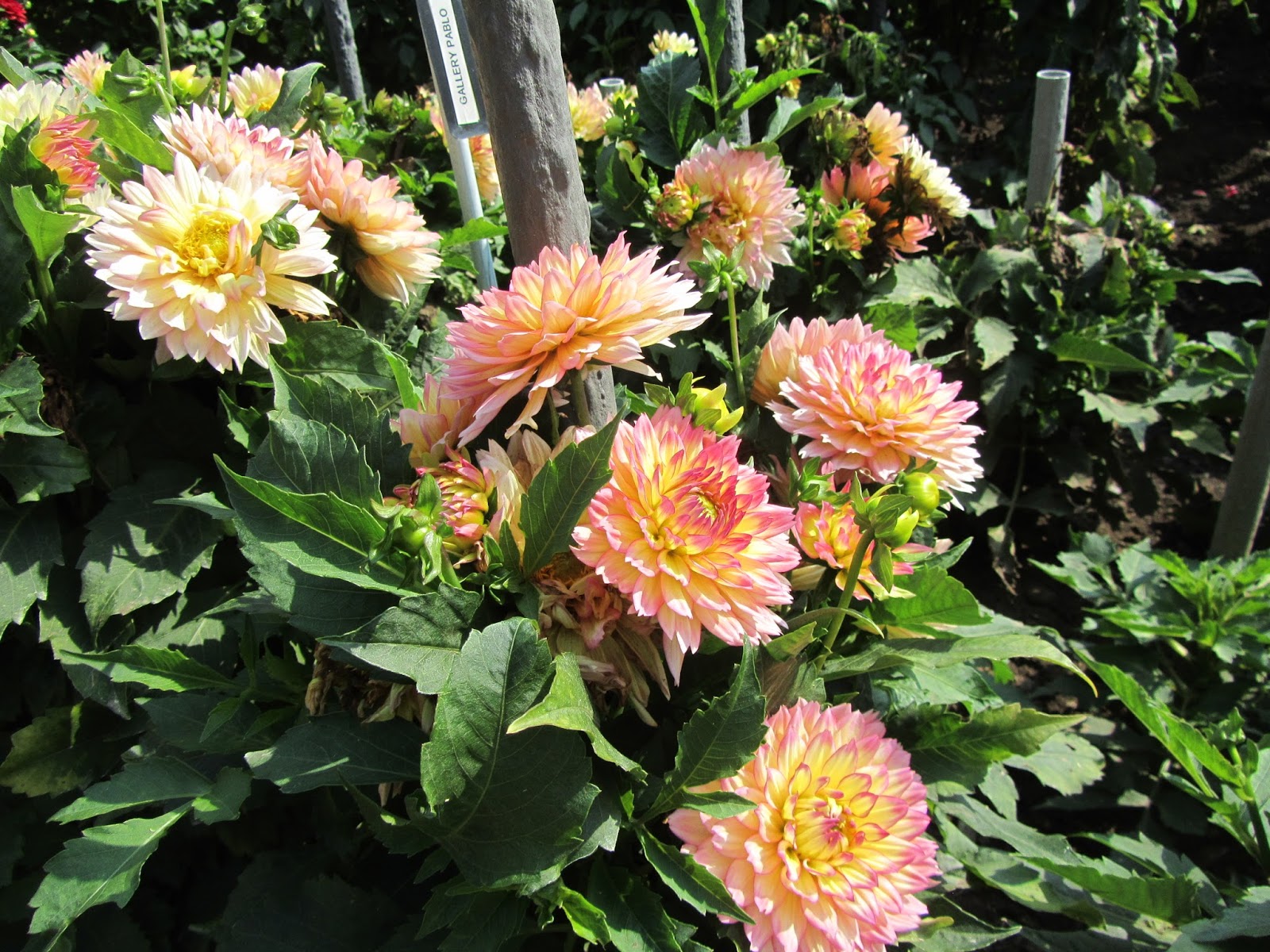 Come Piantare i Bulbi delle Dalie (Dahlia spp.) ? Come Si Coltivano ...