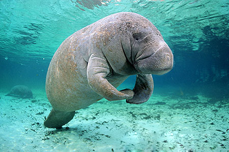 Manatee ~ Animals Images