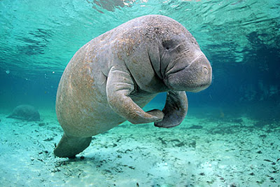 Manatee ~ Animals Images