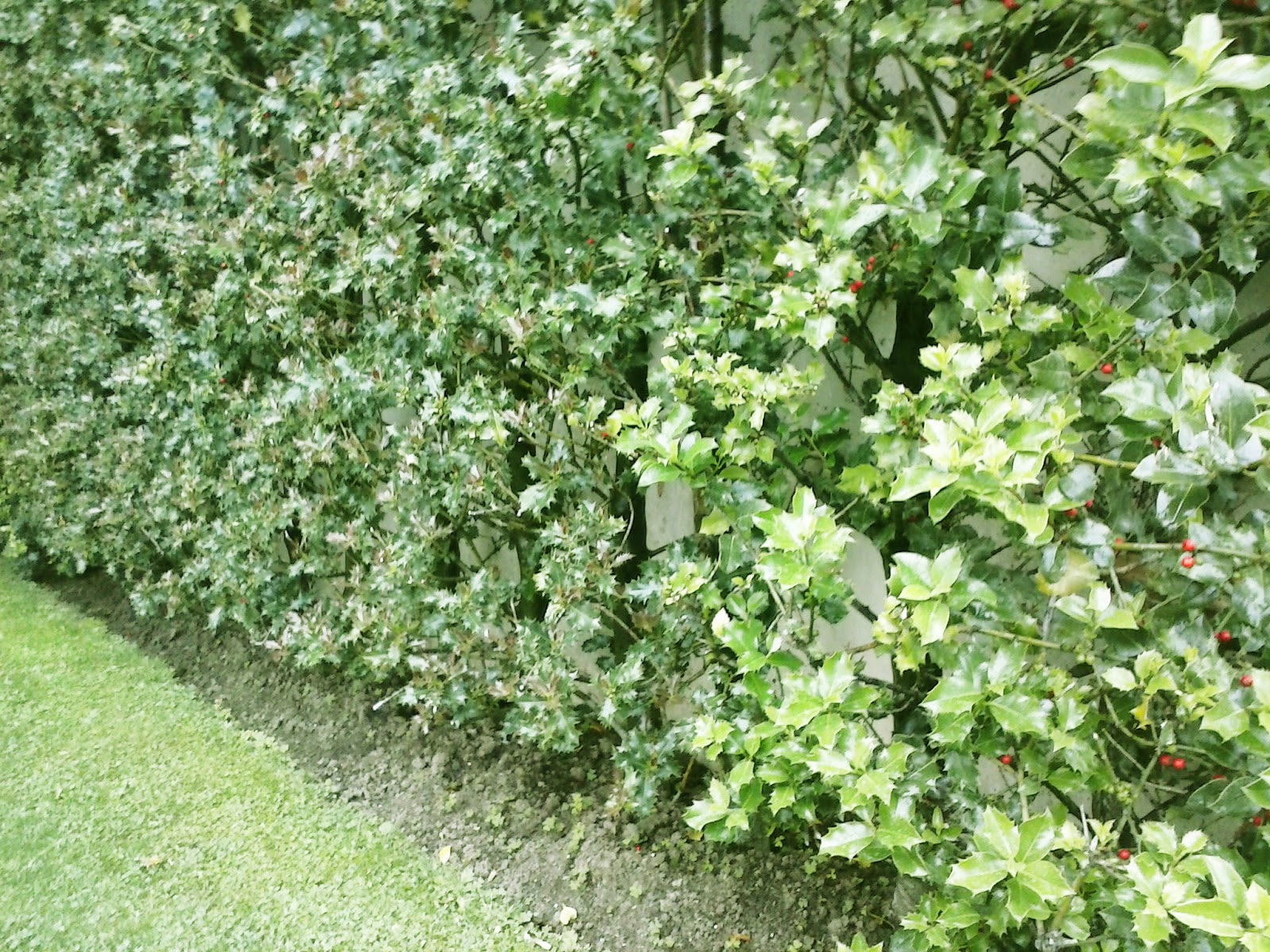 TALAIA. PAISAJE Y MEDIO AMBIENTE: Setos vivos con especies autóctonas I