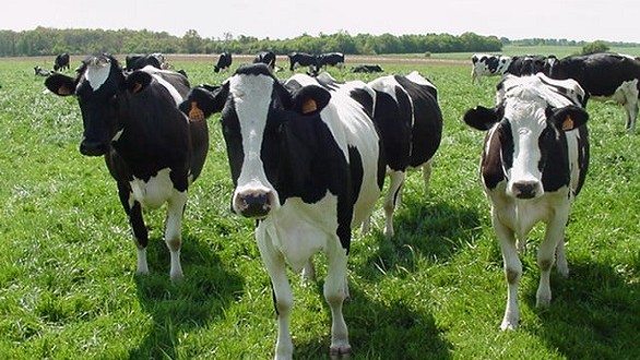 Elevage biologique : Enjeux, acquis et développement - Africa Green ...