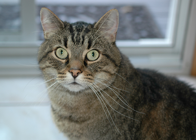 Knatolee's World: Catty McCattykins Catty Catty Cat Cat Catamania Catness!