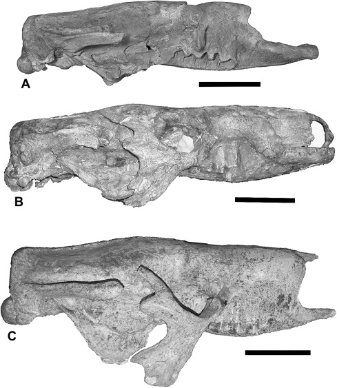 Escenarios prehistóricos: Scelidotherium