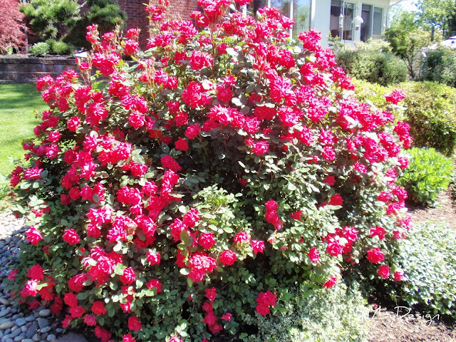 DIY by Design: Tips and Tricks to Growing Roses