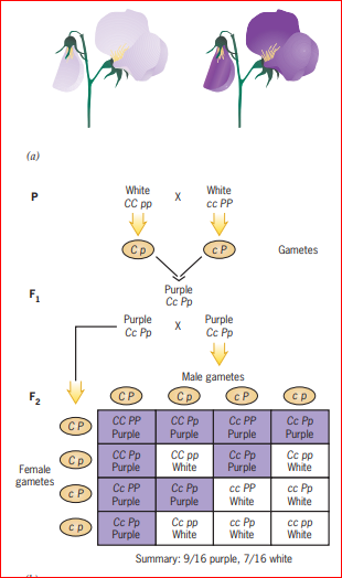 BIOLOGI GONZAGA: CATATAN SEMU MENDEL
