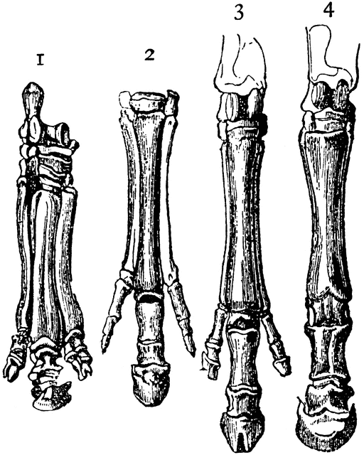Prehistoric Beast of the Week: Vespersaurus: Beast of the Week