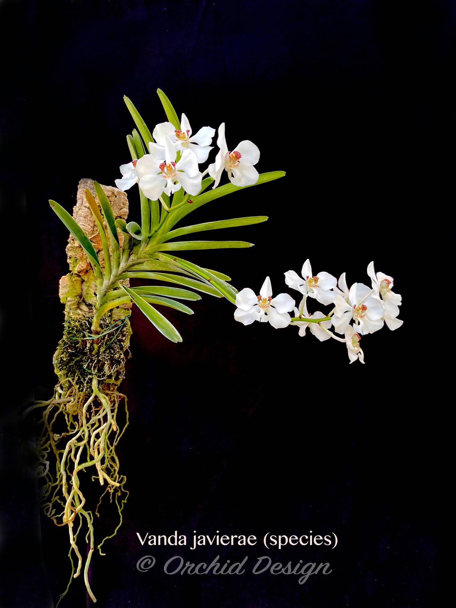 Vanda javierae D.Tiu ex Fessel & Lückel