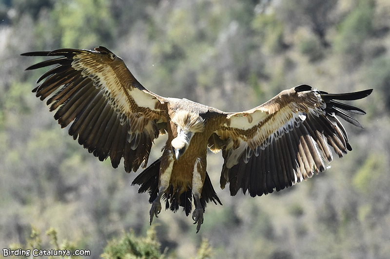 Birding Catalunya: Voltor comú (Gyps fulvus)