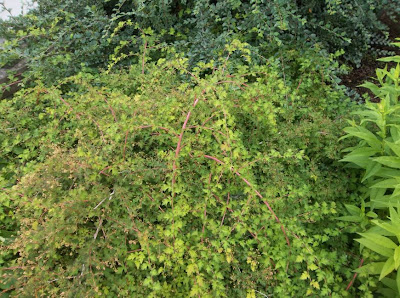 Future Plants by Randy Stewart: Stephanandra