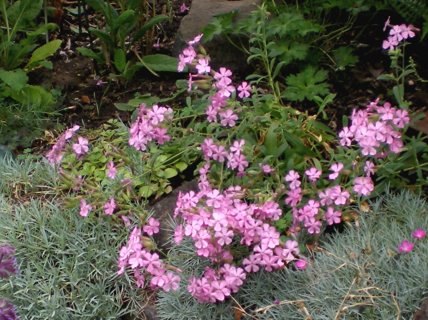 Gardening With Grace: Plant of the Week: Saponaria x lempergii 'Max Frei'
