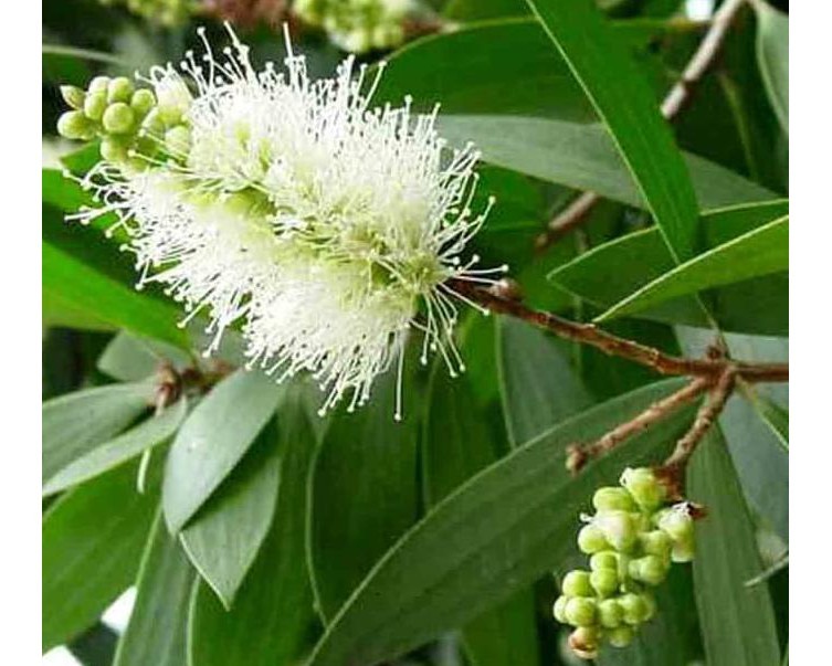 Aneka Tetumbuhan: Kayu Putih / Malaleuca Leucadendron