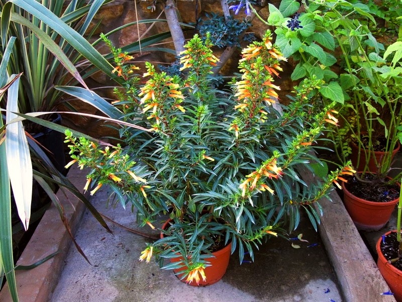 Plantas y flores: Cuphea micropetala