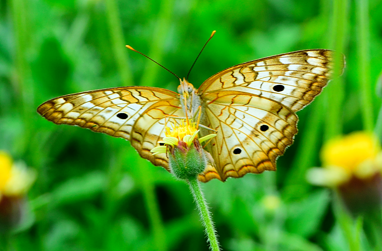 Another Wild Butterfly in Puriscal