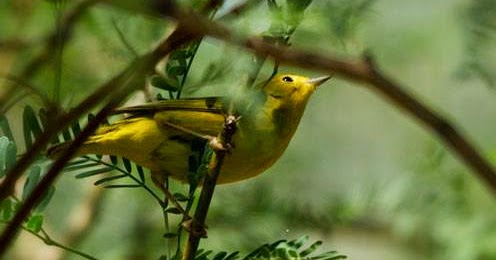 Birding Without Barriers: BigBird Backyard Bird Sit