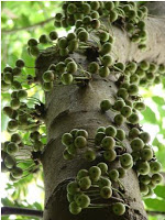 Mengenal Anoa, Sapi Cebol dari Sulawesi