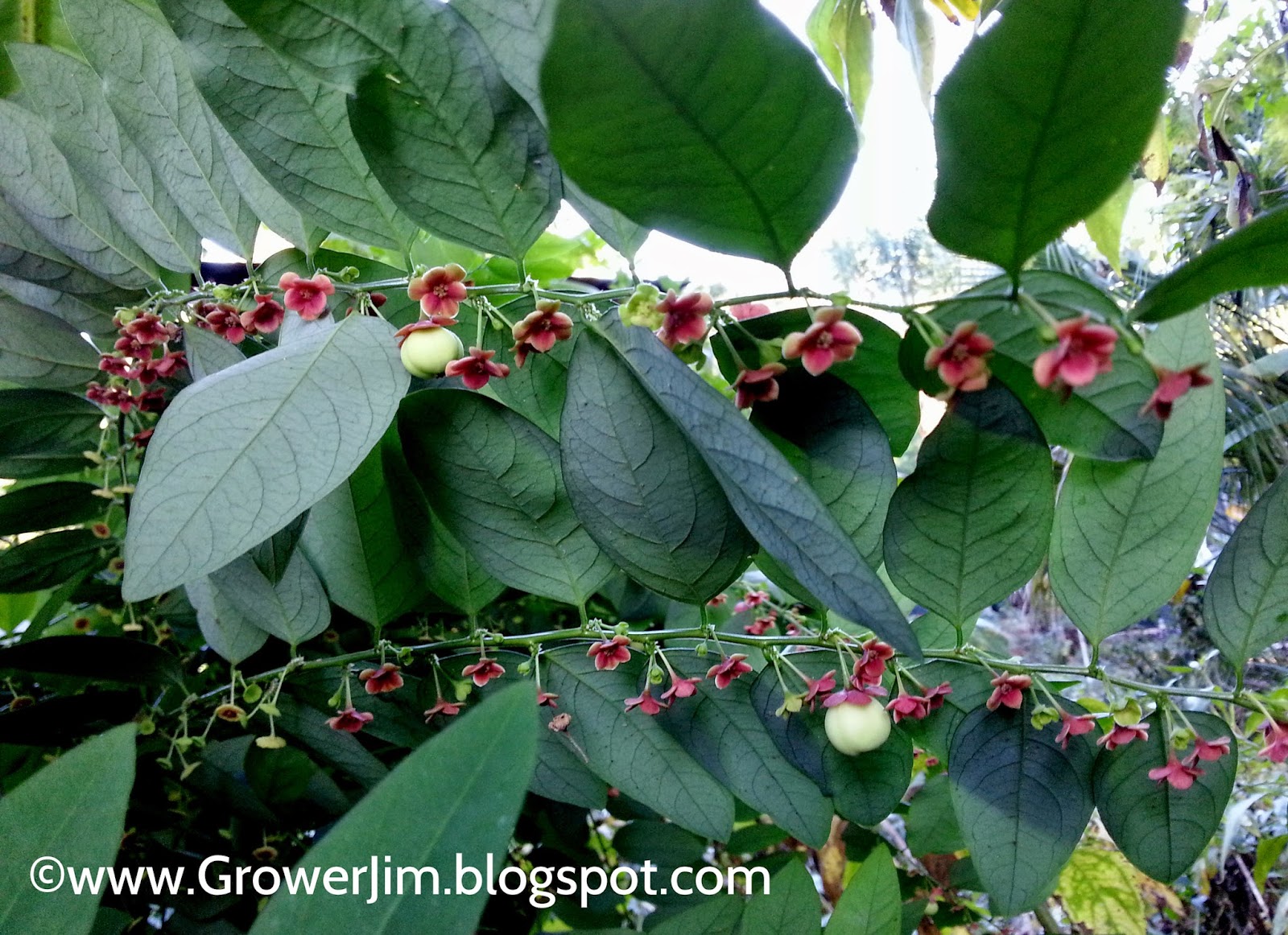 Garden Adventures: Katuk (Sauropus androgynus)