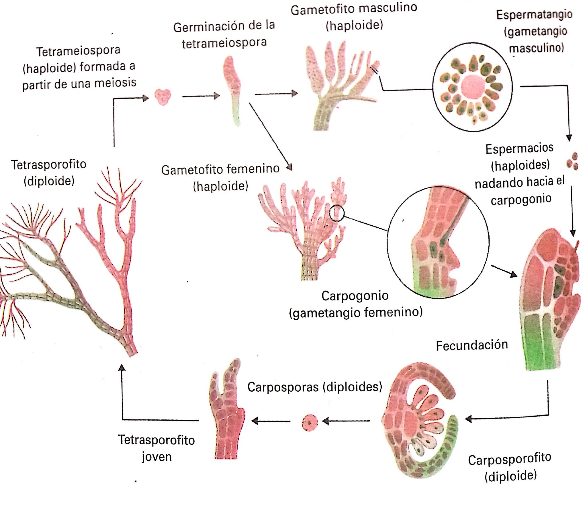 ¿Qué son las Algas Rojas o Rodofitas? - Definición y características de ...