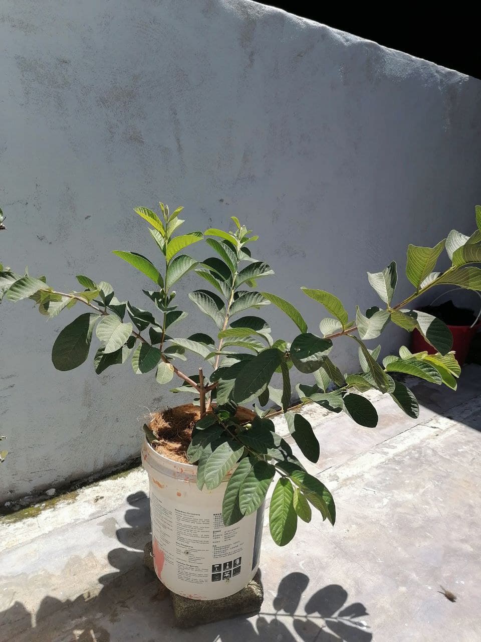 Anak pokok buah: Pokok Jambu Batu Seedless Hybrid Berbuah Dalam Pasu ...