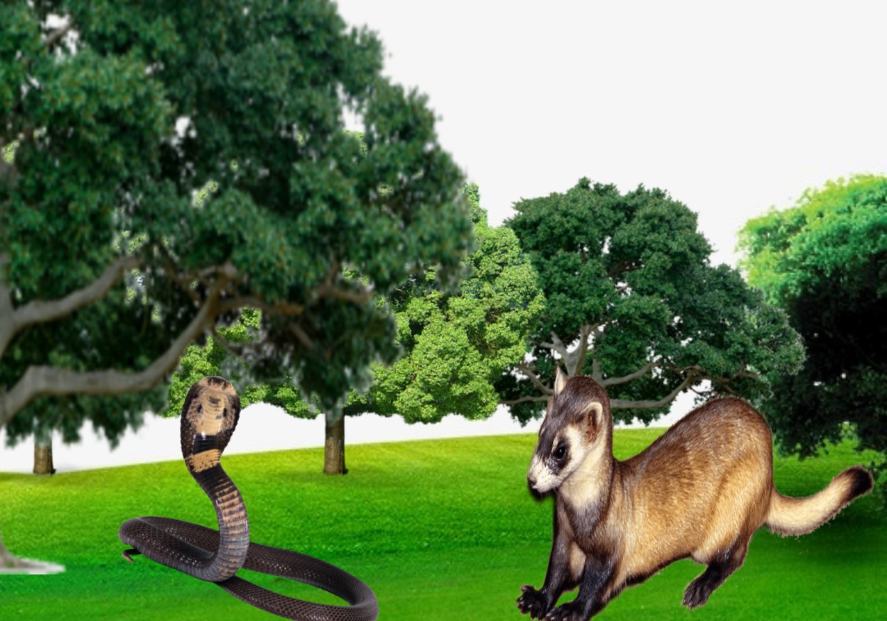 बगुला, नेवला और सांप की पंचतन्त्र कहानी | Bagula aur samp ki kahani