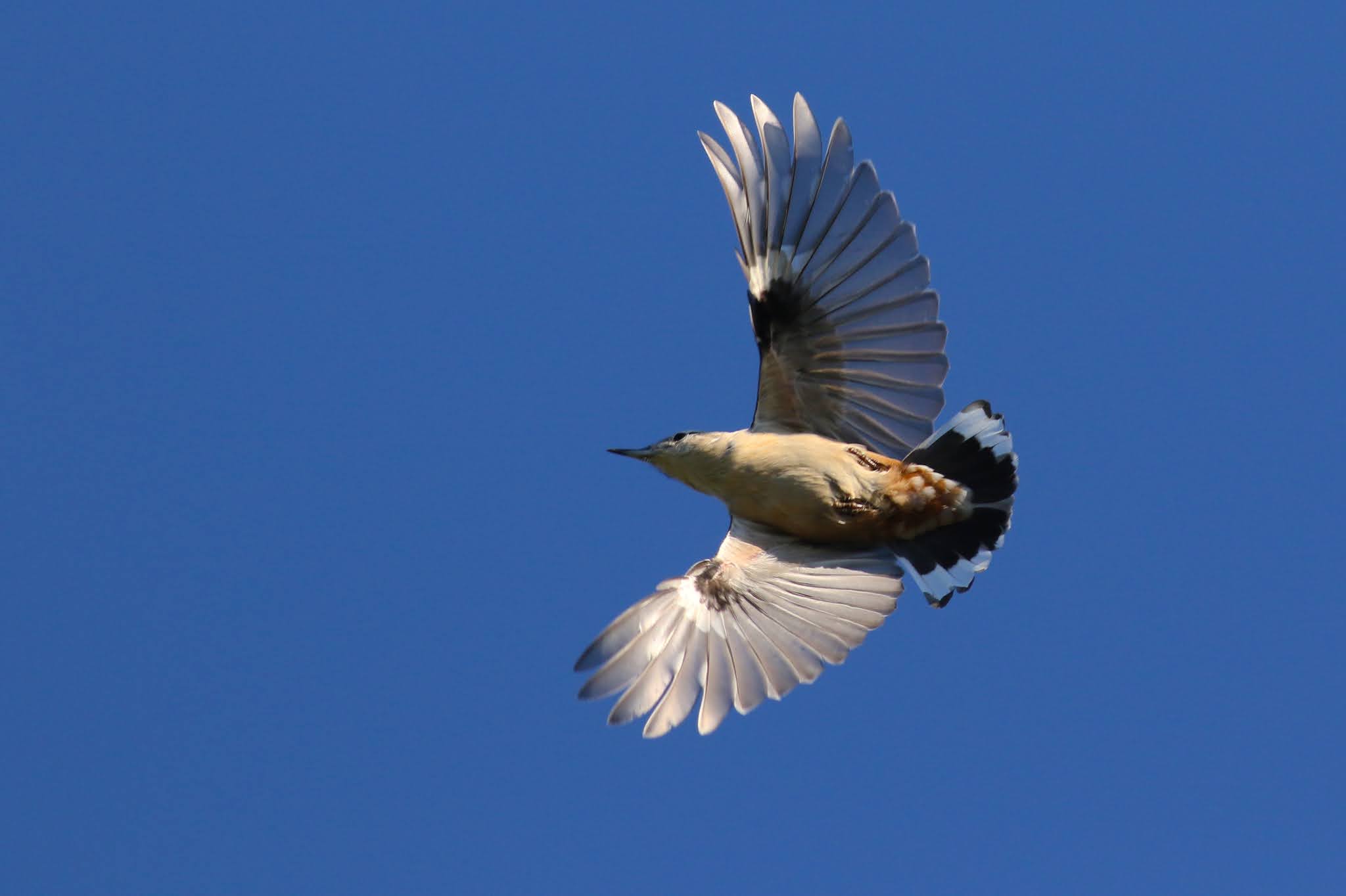 Coastal Virginia Wildlife Observatory: Notes on Nuthatches