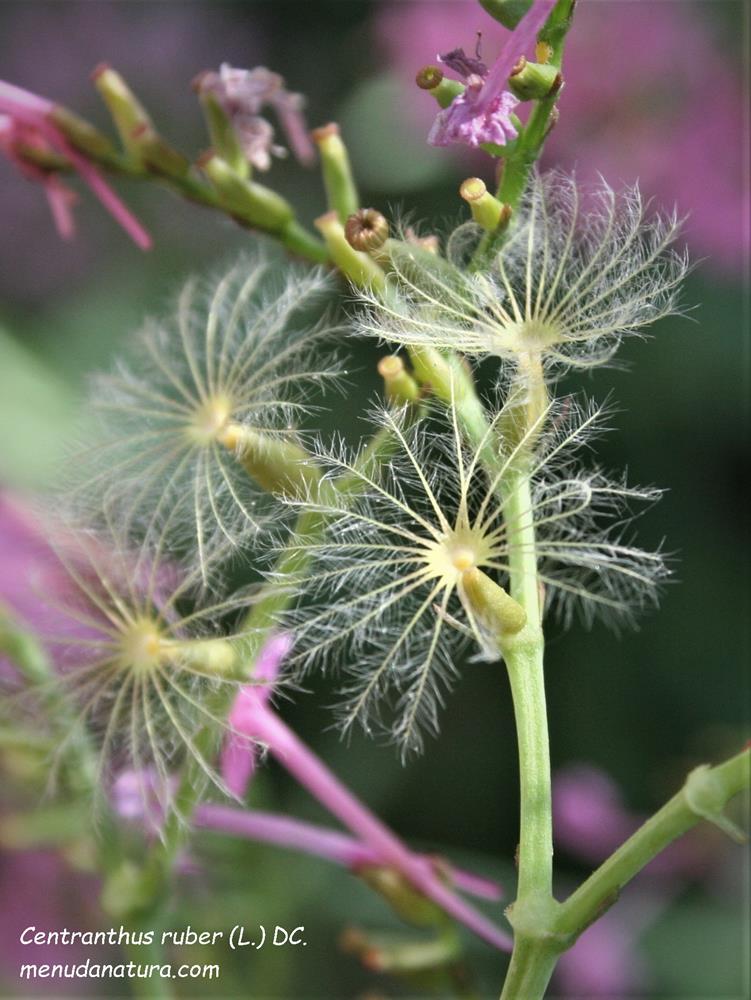 Menuda Natura: Centranthus ruber (L.) DC.