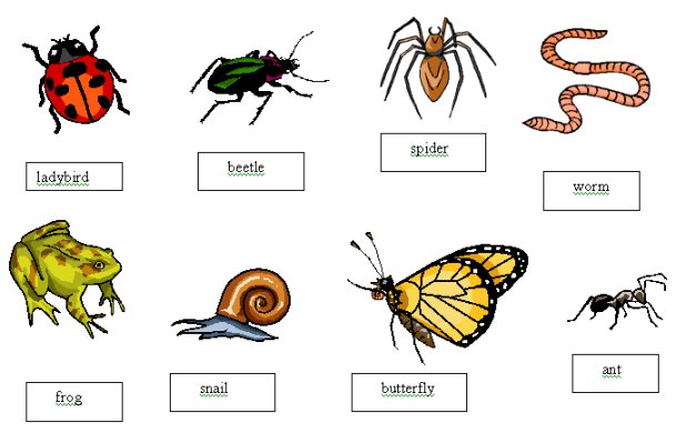 kinder 2.1 kids on the blog: In the Garden-3rd week-garden creatures