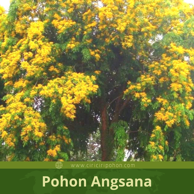 Tips Untuk Budidaya Pohon Angsana Dengan Mudah - Ciriciripohon.com