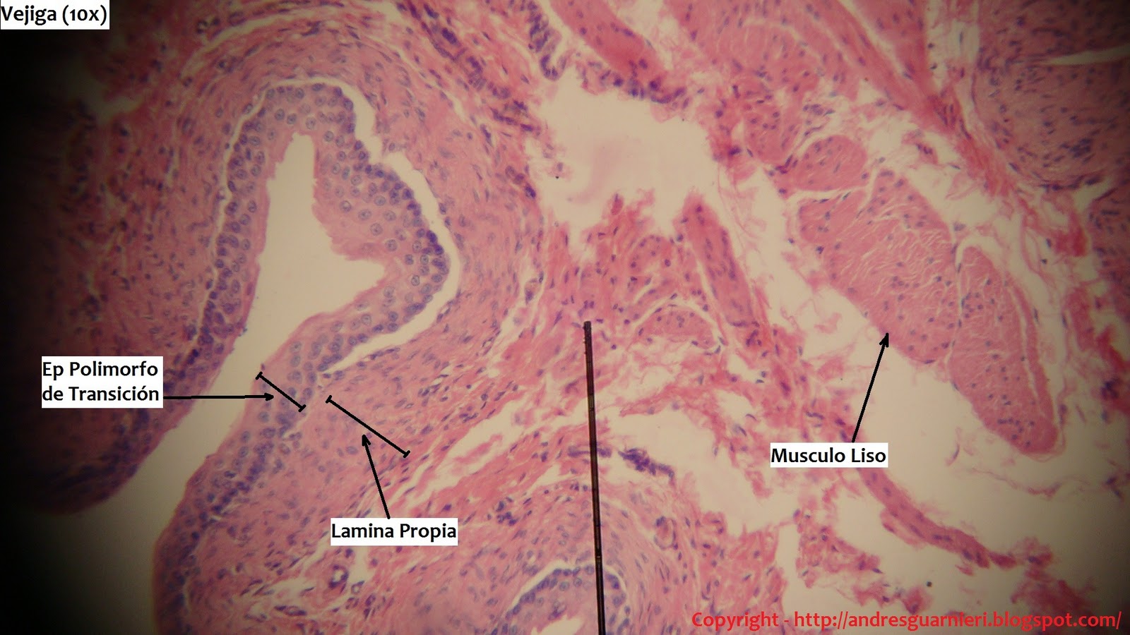 Medicina - Histología Humana / Medicine - Human Histology: Histologia ...