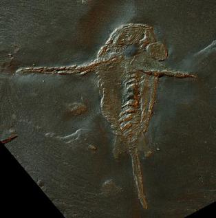 Middle-Devonian Life II: Invertebrates