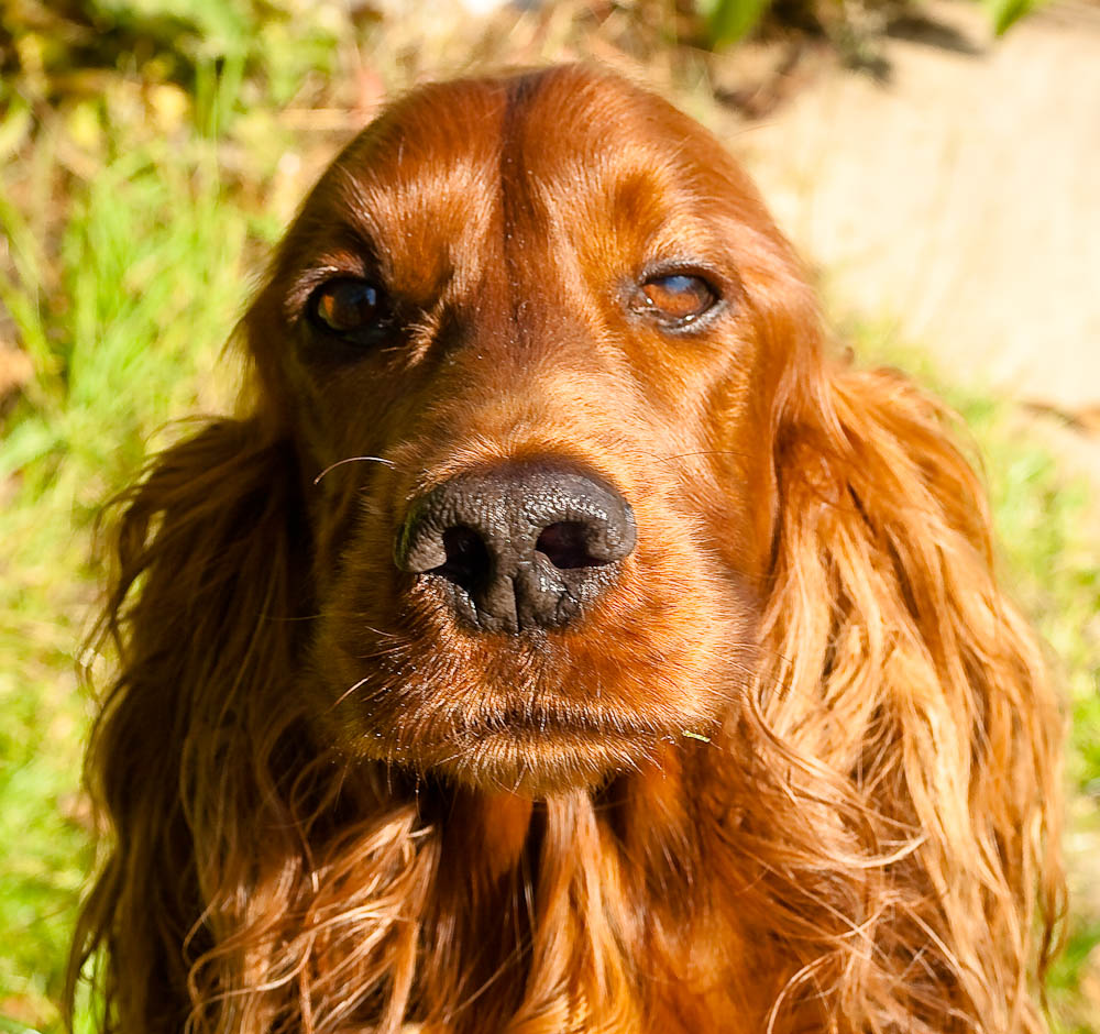 Photo Views, Life through the eye of a camera.: Corky the Irish [Red ...