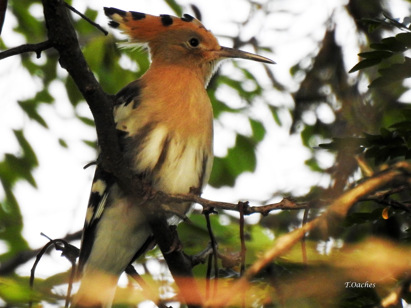 PASARI DIN ROMANIA: PUPAZA, Upupa epops