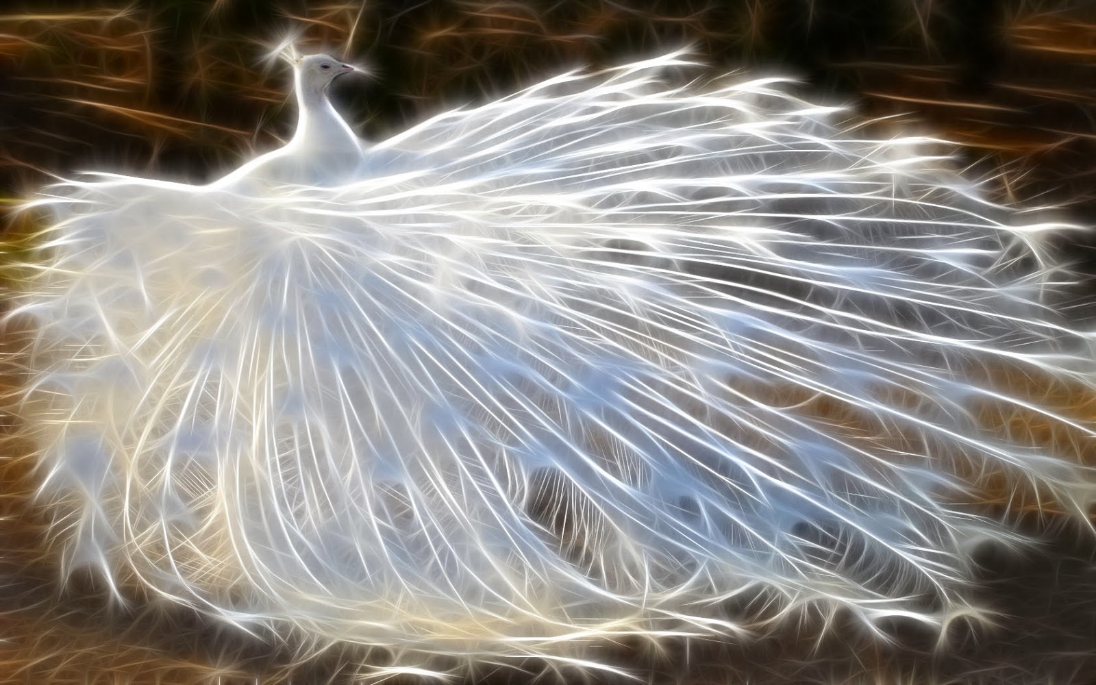 All New Wallpaper White Peacock Wallpaper Beautiful