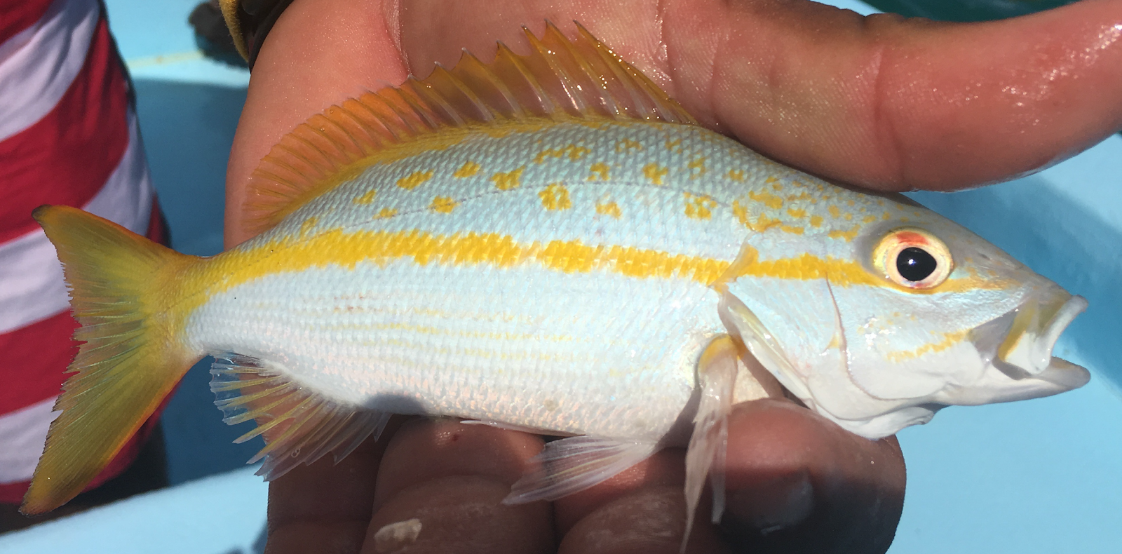 Nerdy Angler: Back To Belize Part One - Barracuda!