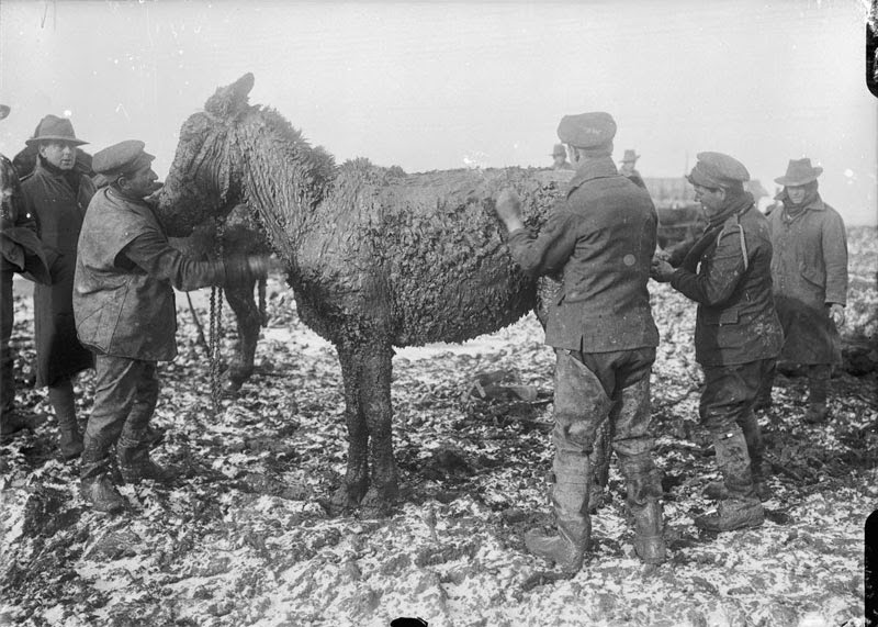 15 Animals That Served in the First World War ~ Vintage Everyday
