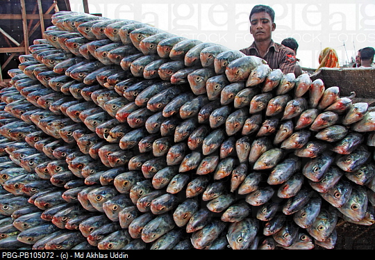 National fish of Bangladesh
