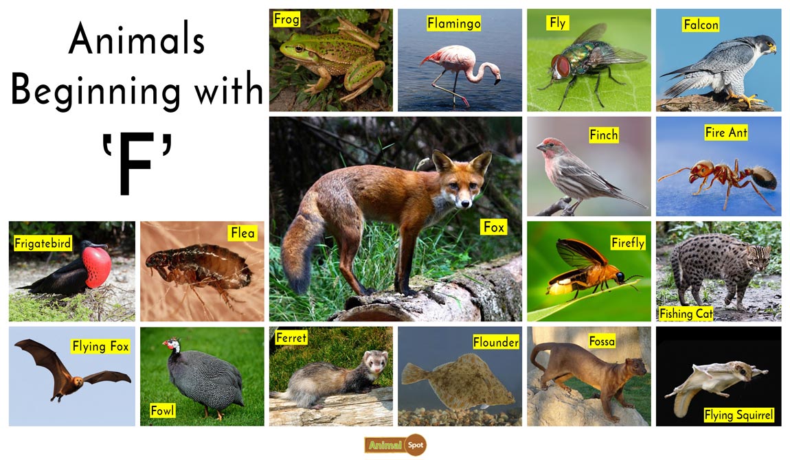 Animals That Start With The Letter F ~ Thankyou Letter