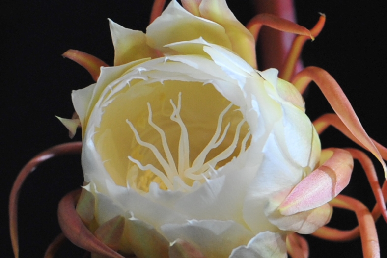 My little vegetable garden: Bunga Bakawali Epiphyllum oxypetalum