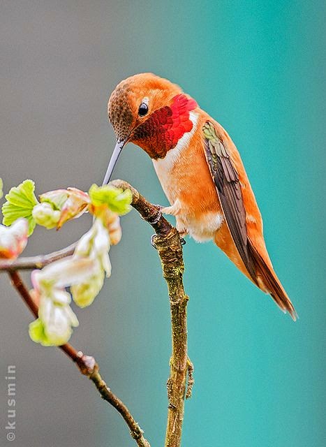 Pretty hummingbird ~ Stunning nature